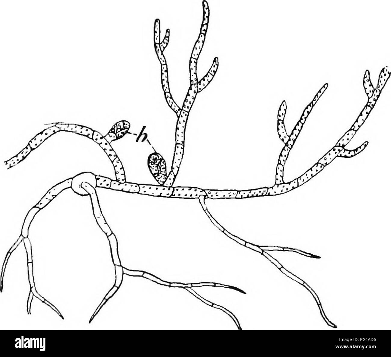 This botanical study explains the life cycle of bryophytes (mosses ...