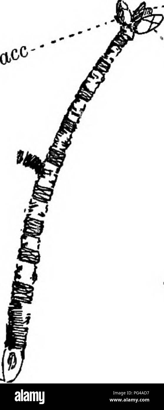 *Elements of Botany* outlines the growth patterns of plants, including ...