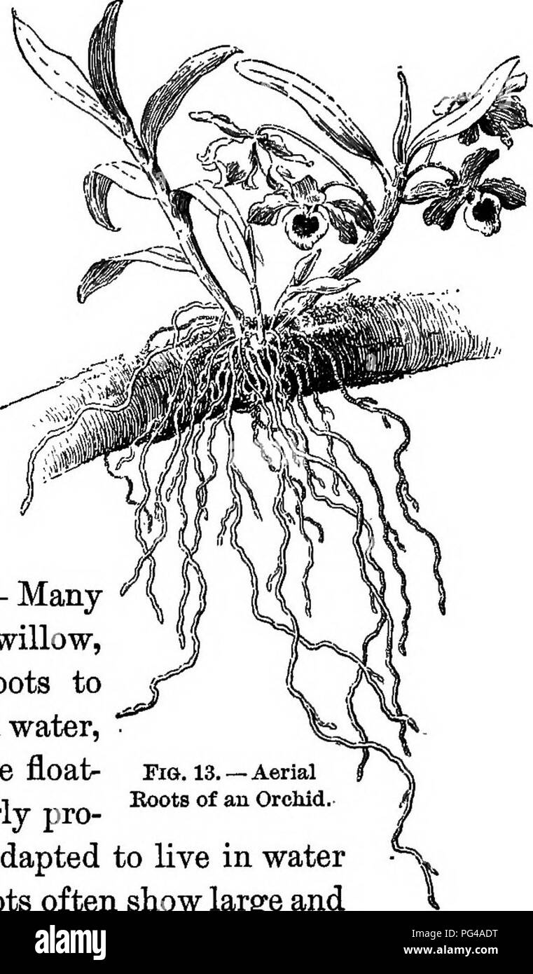 This image illustrates the botanical principles of roots in various ...