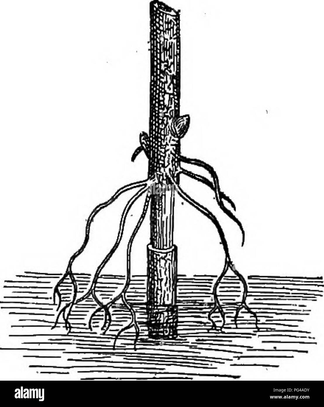 Cross section of a root system Black and White Stock Photos & Images ...