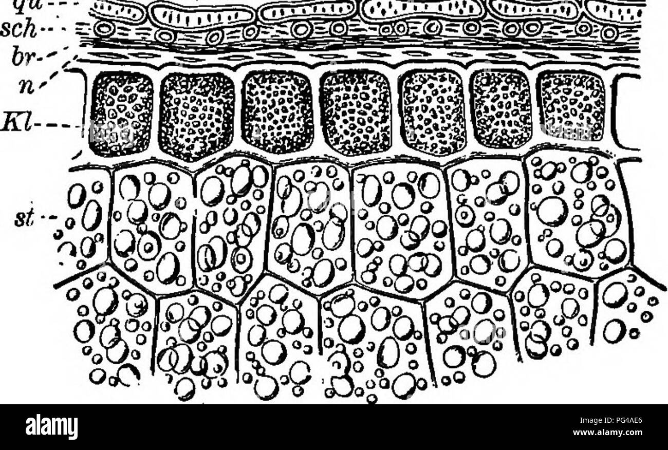 . Foundations of botany. Botany; Botany. Fig. 7. â - Canna Starch ...