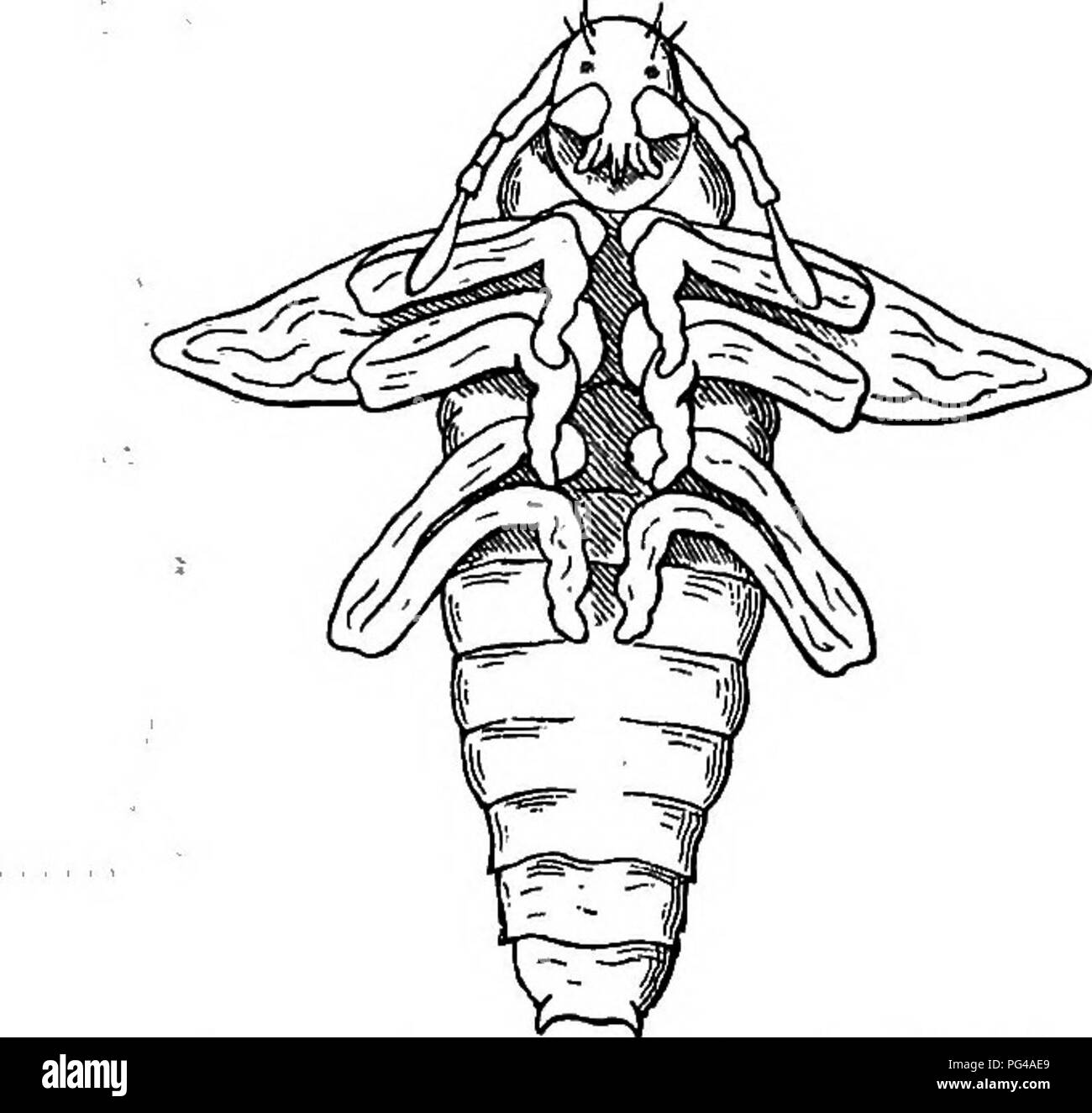 This illustration from Curtis' 'Farm Insects' depicts the larva of a ...