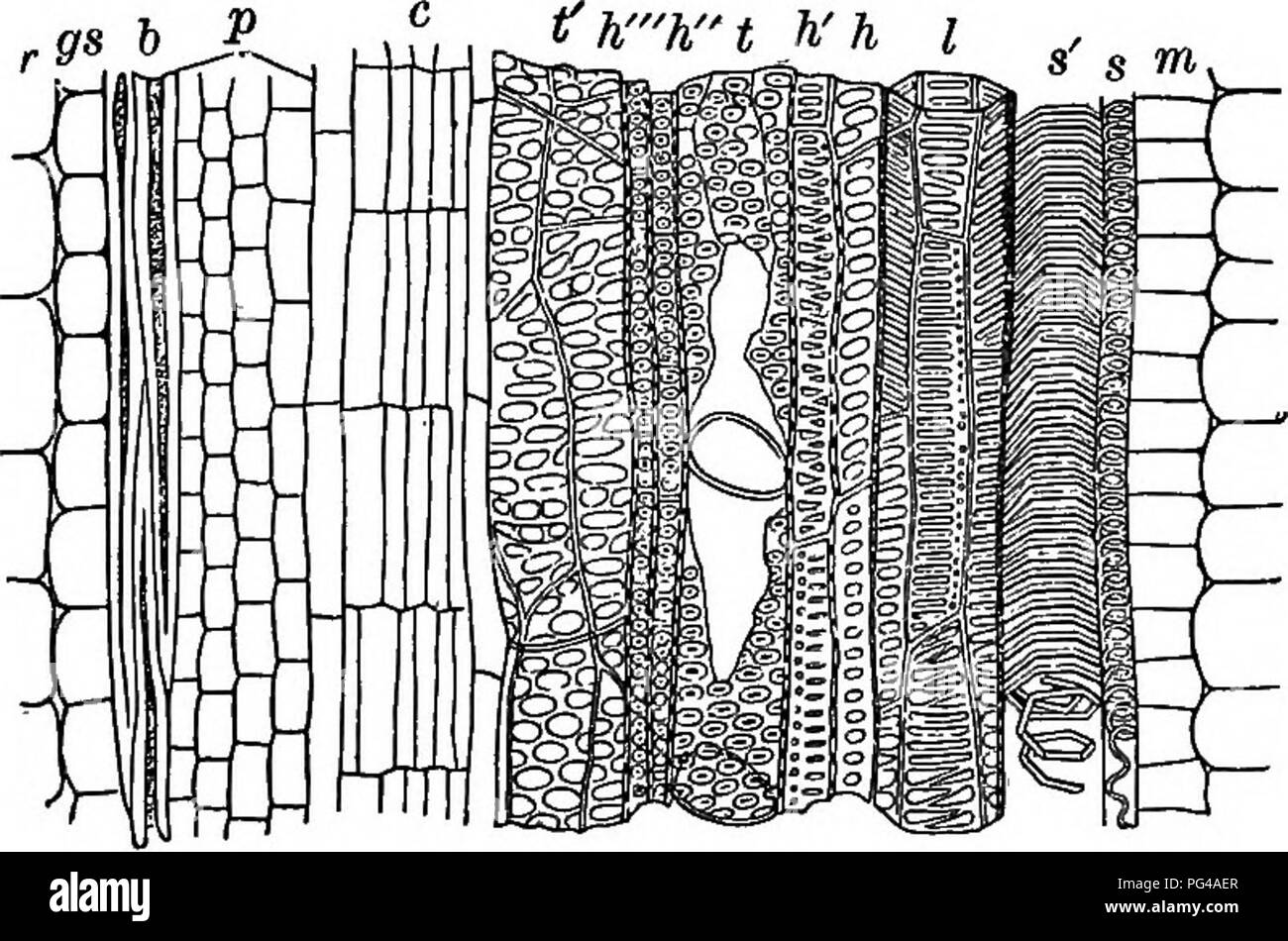 . Elements of botany. Botany; Botany. STKTJCTURB OF THE STEM. 59 The ...