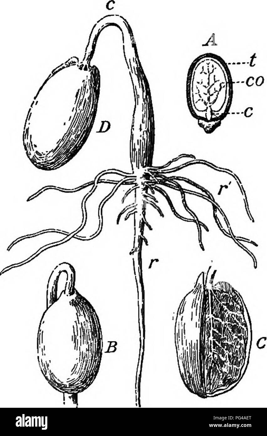 Hypocotyl Black and White Stock Photos & Images - Alamy