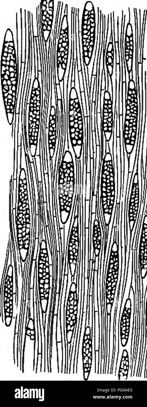 Cellular radial Black and White Stock Photos & Images - Alamy