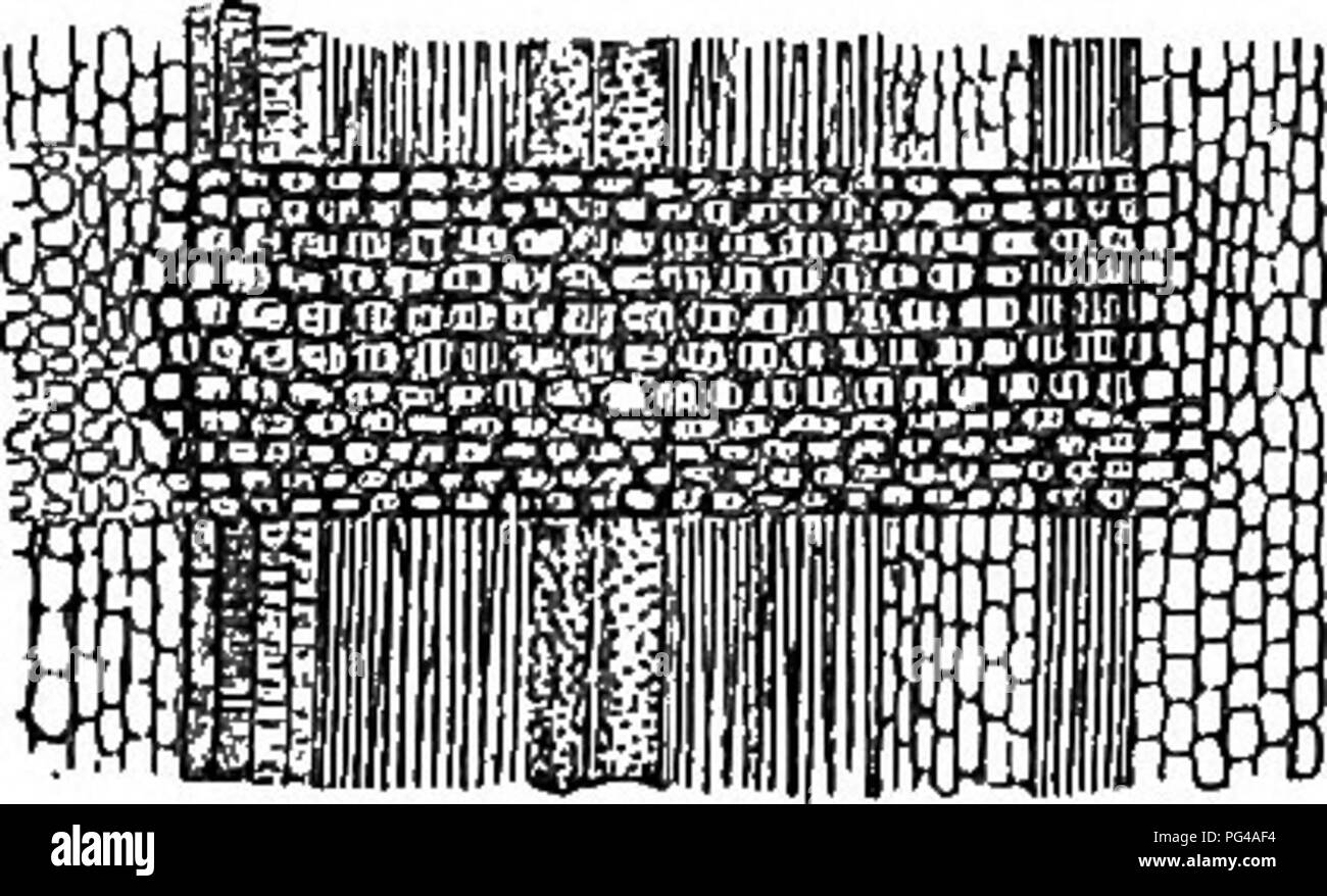 This work provides foundational knowledge on botany, focusing on the ...