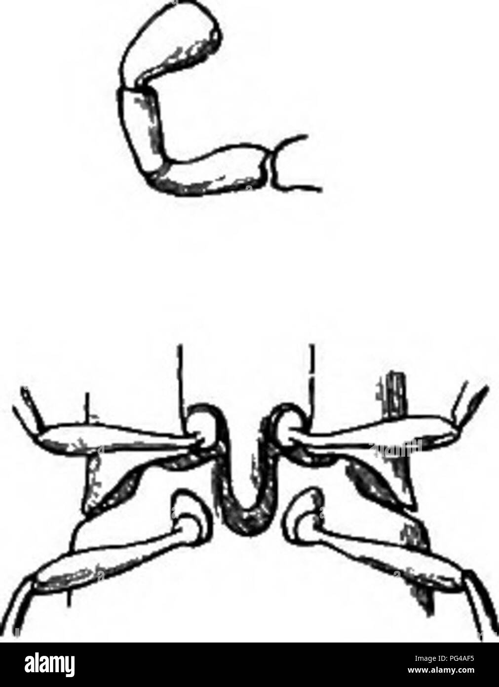 Insect wing mechanism hi-res stock photography and images - Alamy