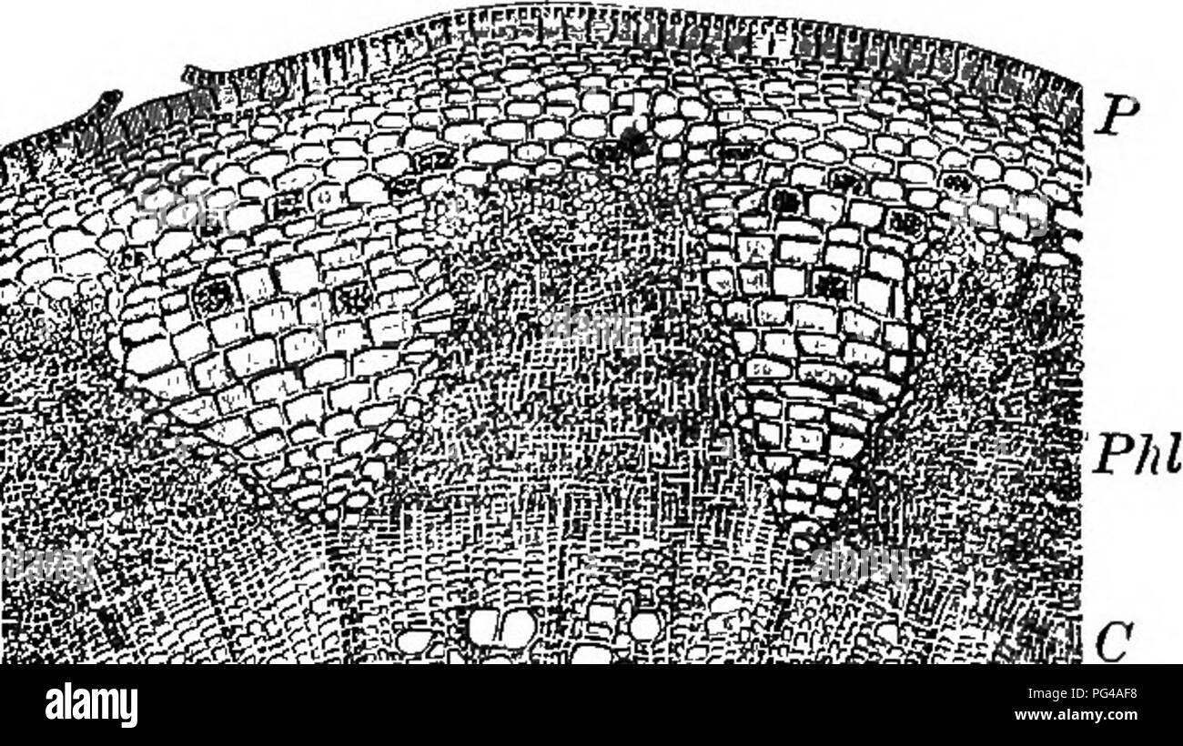 This botanical guide offers detailed instructions for studying plant ...