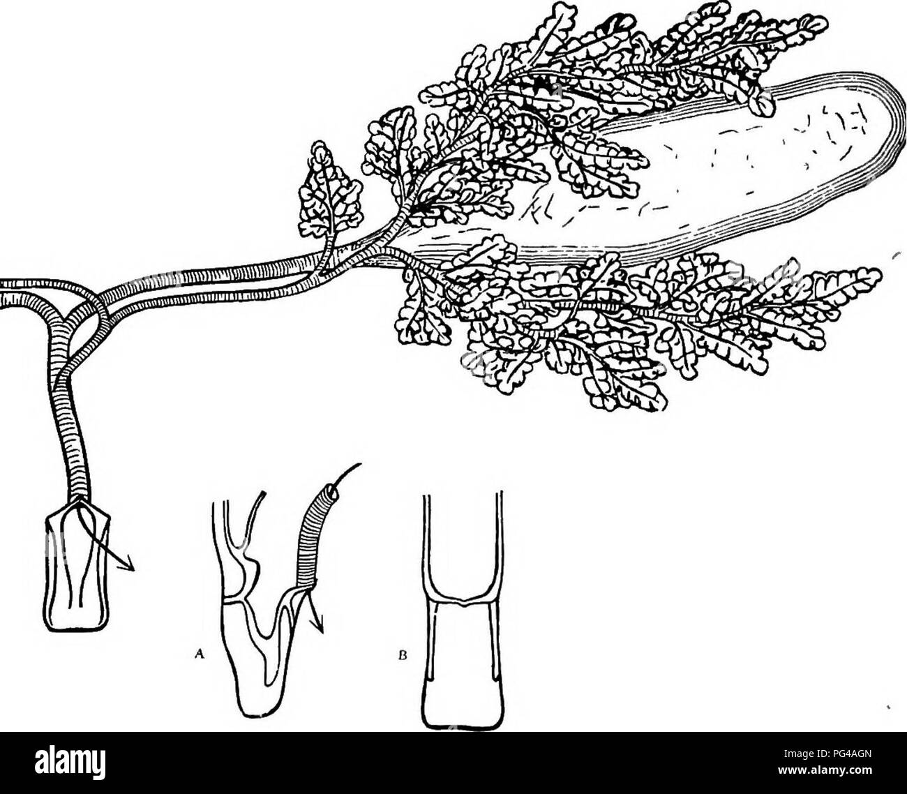 Salivary glands Black and White Stock Photos & Images - Alamy