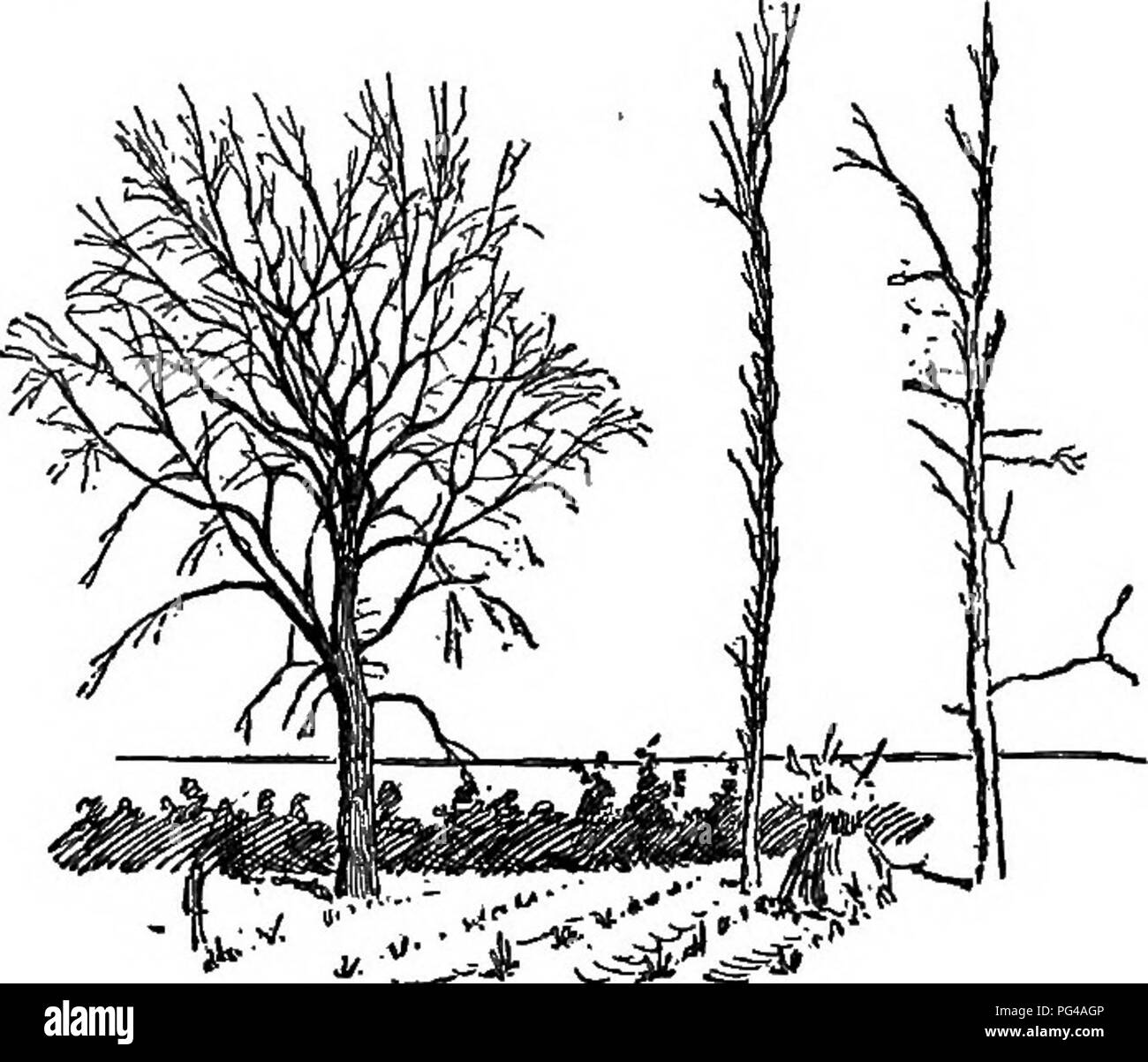 Tree of many slender branches hi-res stock photography and images - Alamy