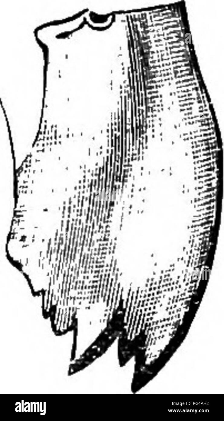 Insects dissection hi-res stock photography and images - Alamy