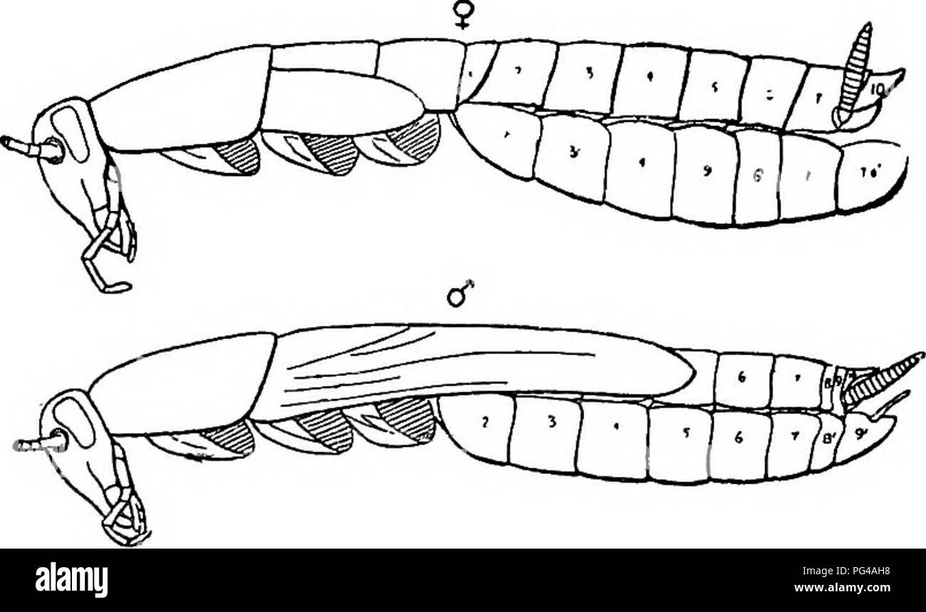 . Injurious and useful insects; an introduction to the study of ...