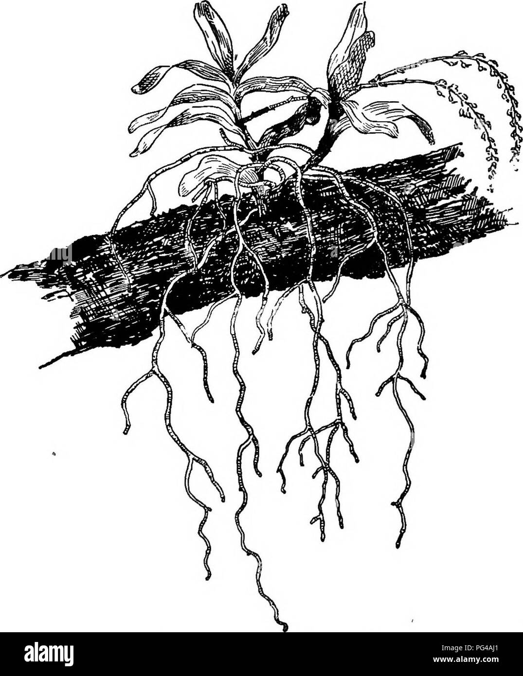 Aerial root roots Black and White Stock Photos & Images - Alamy