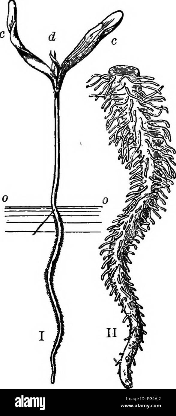 This diagram details the structure of a water-hyacinth seedling ...