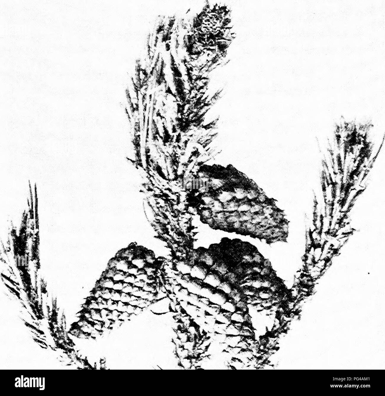 This guide provides detailed descriptions of native trees, offering ...