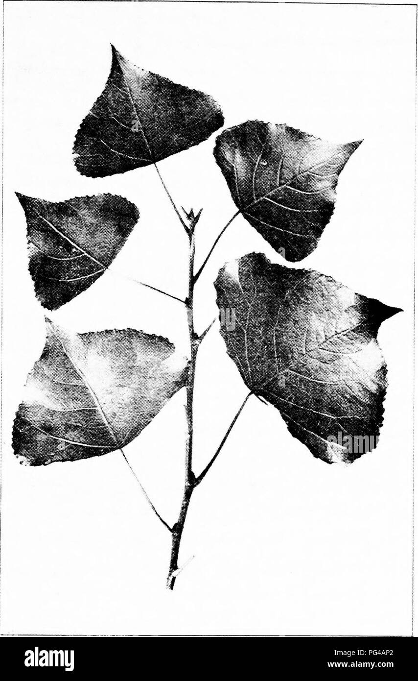 This book provides an accessible guide to identifying native trees ...