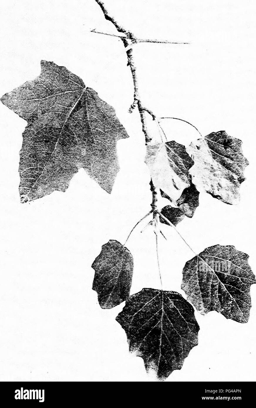 This guide offers an accessible approach to identifying native trees ...