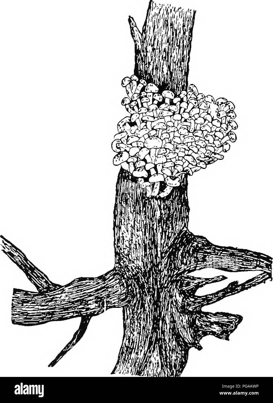 Hydnums hi-res stock photography and images - Alamy