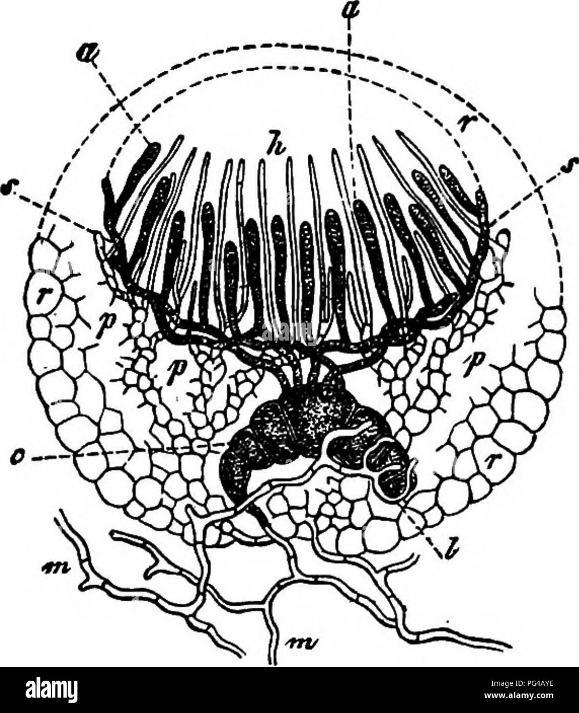 Stromata Black and White Stock Photos & Images - Alamy