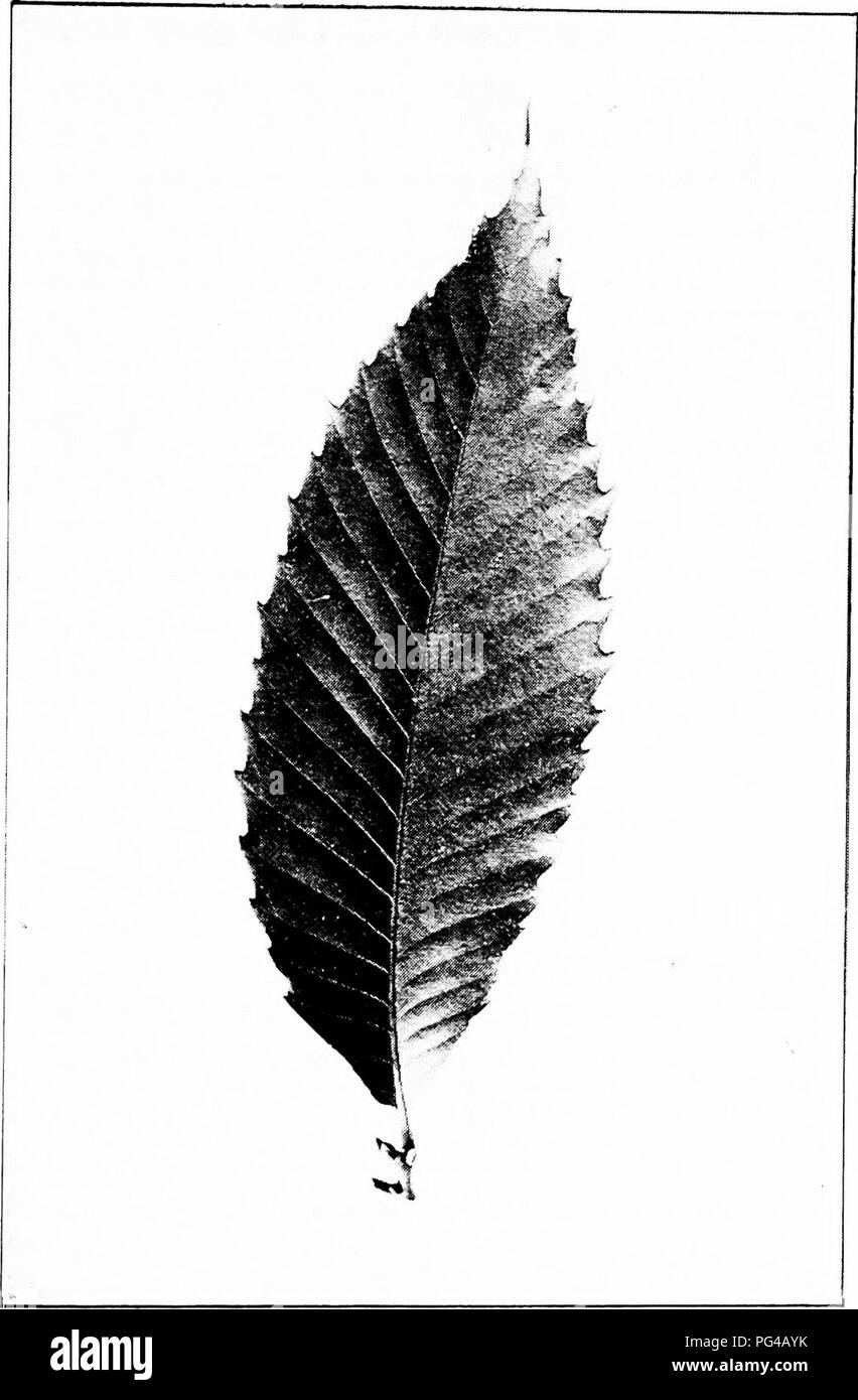 This book entry describes the Chestnut tree (Castanea dentata ...
