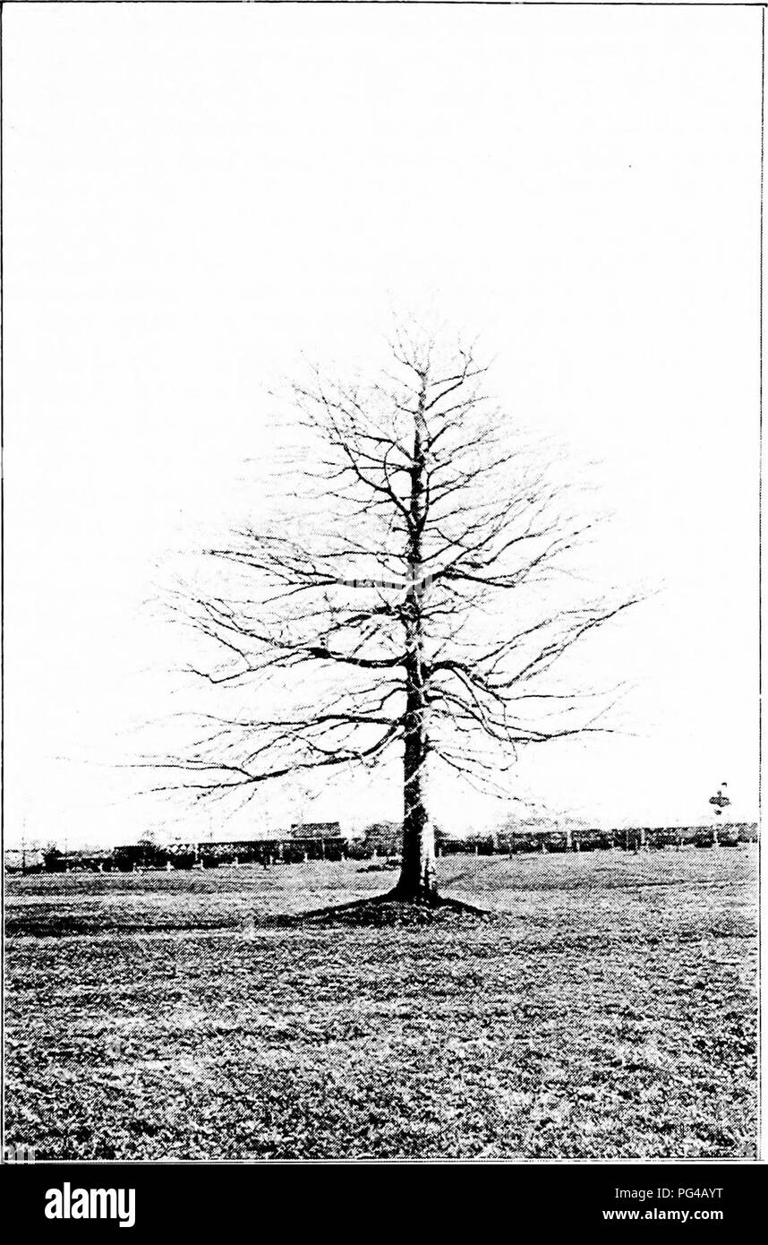 This guide to native trees offers a detailed study of their unique ...