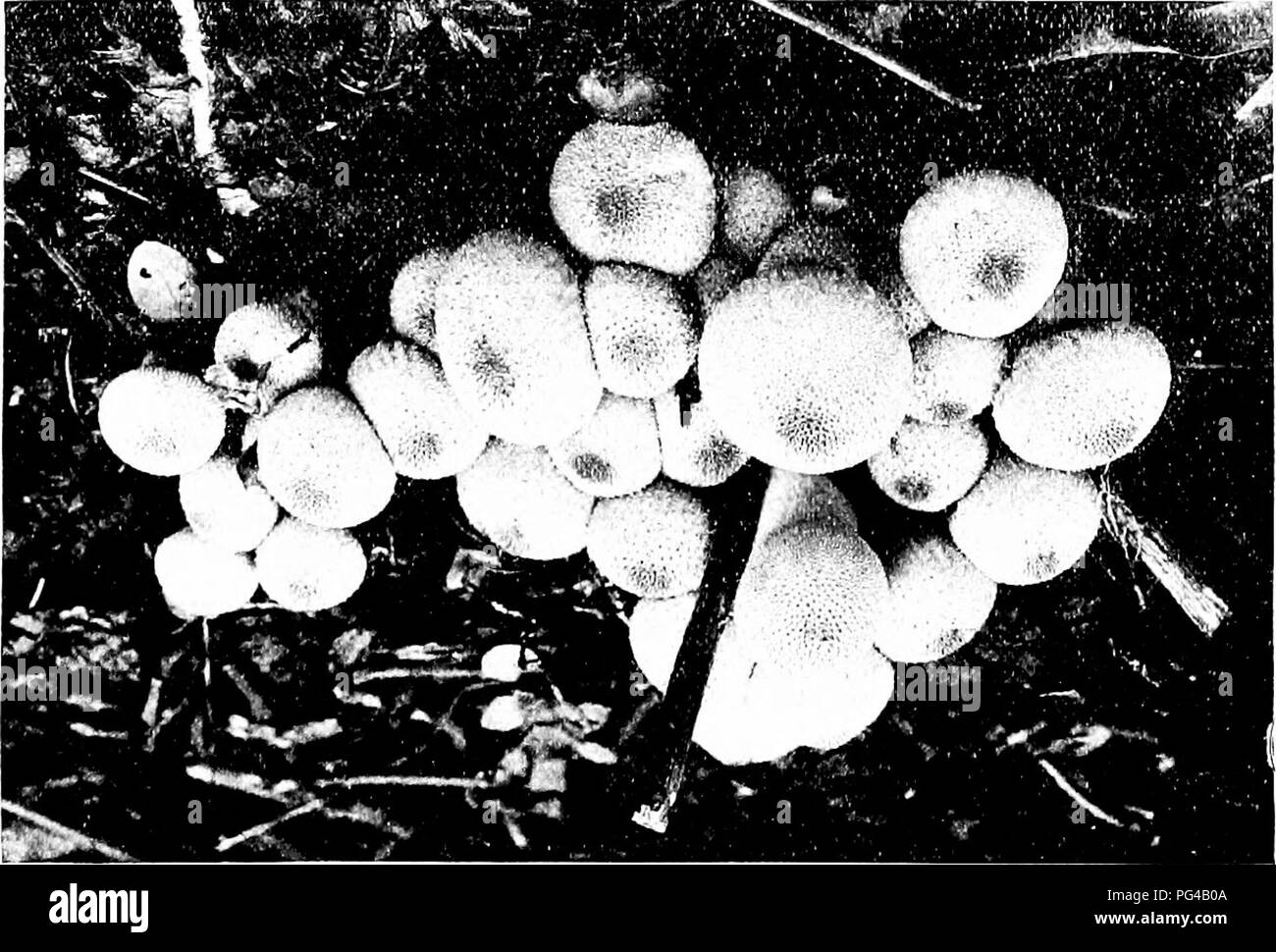 This botanical guide focuses on the study of mushrooms in Minnesota ...