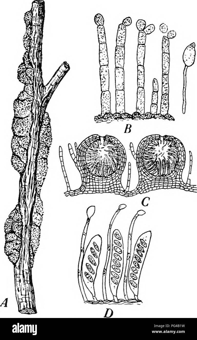 Hyphae With Conidiospores