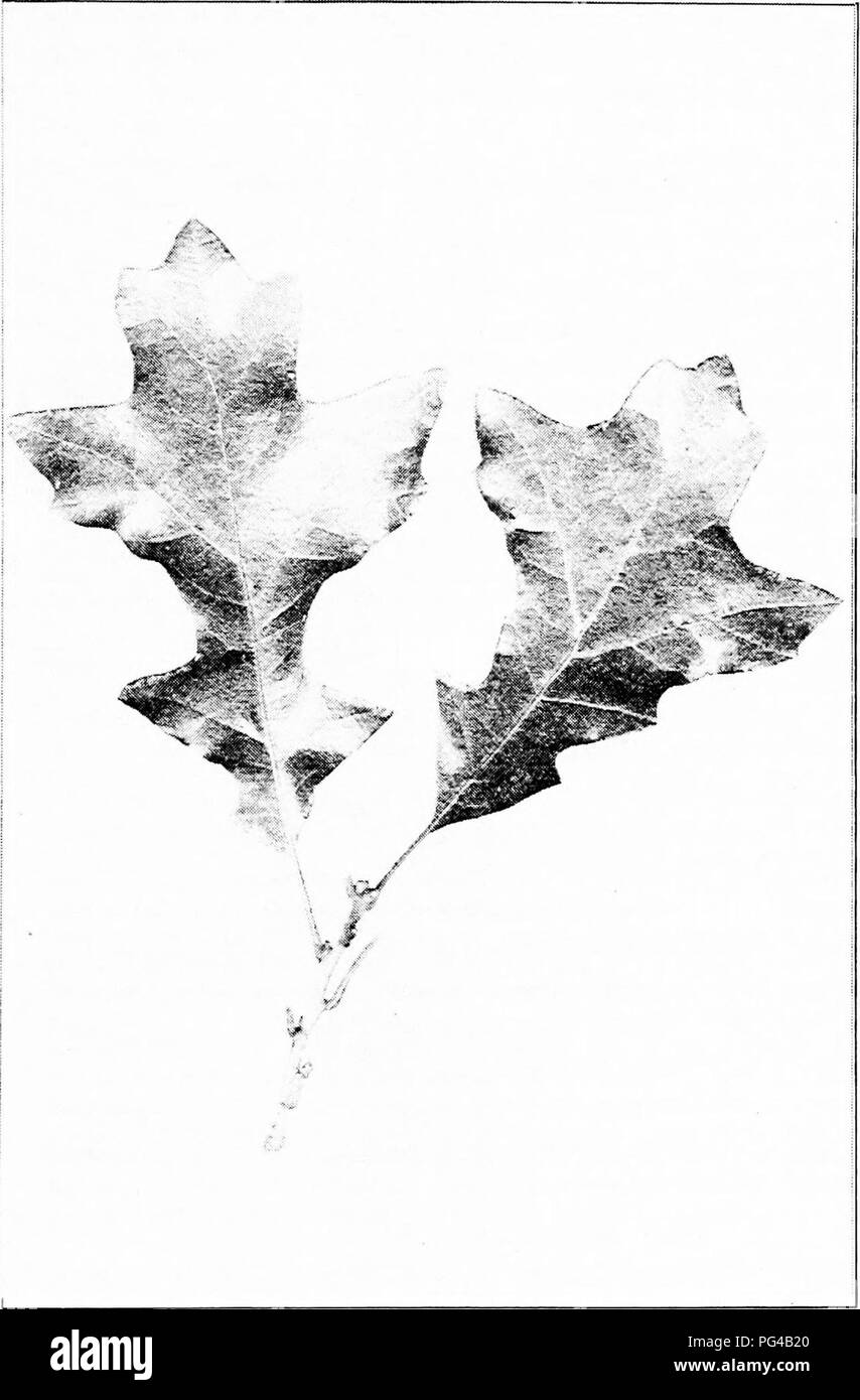 This guide provides a detailed study of native trees, including the ...