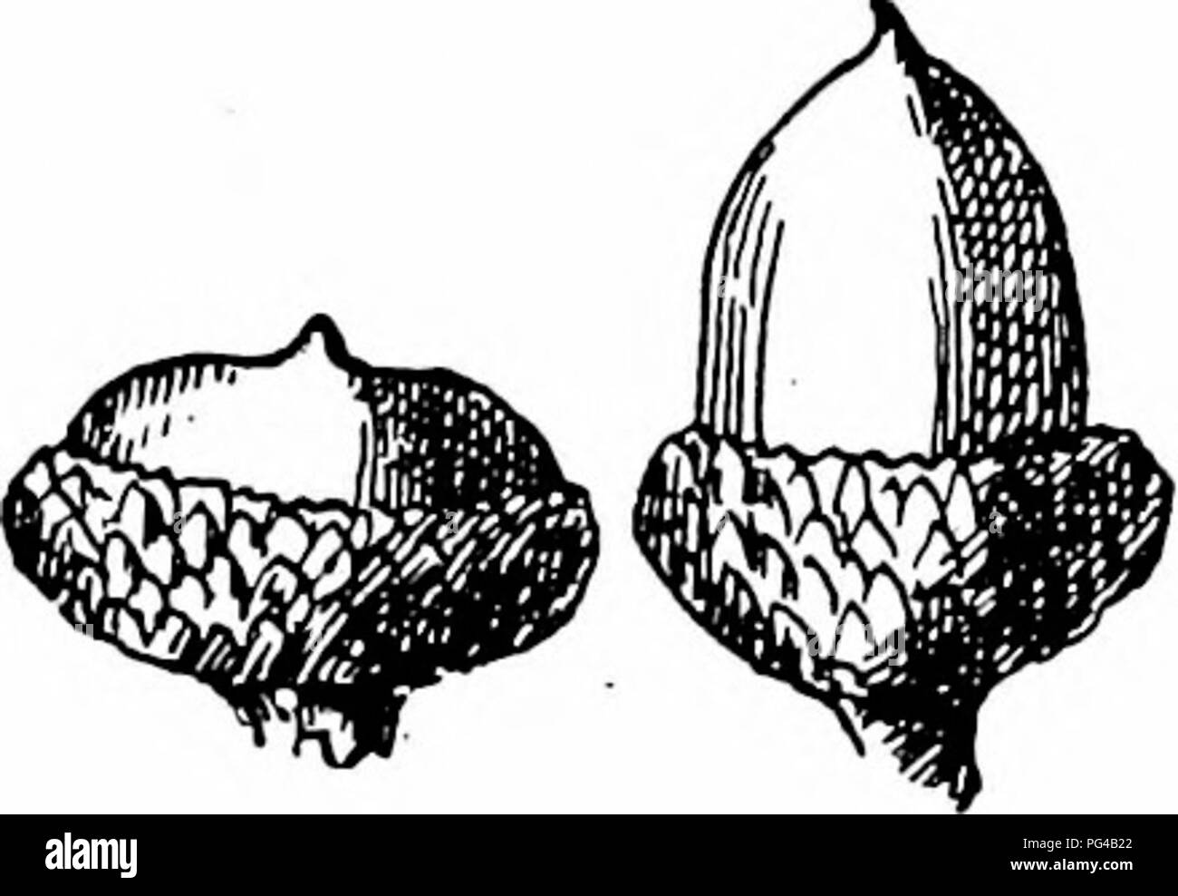 Lobe shaped leaves hi-res stock photography and images - Alamy