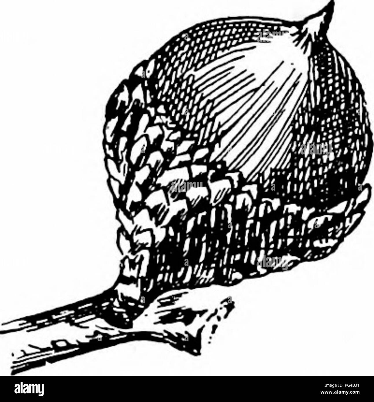 This guide to identifying native trees provides detailed insights into ...