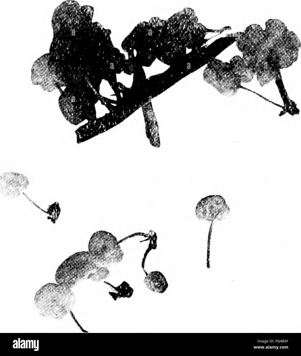 This guide to Minnesota mushrooms provides detailed descriptions of ...