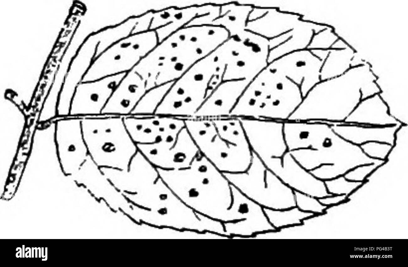 This text introduces plant diseases caused by cryptogamic parasites ...