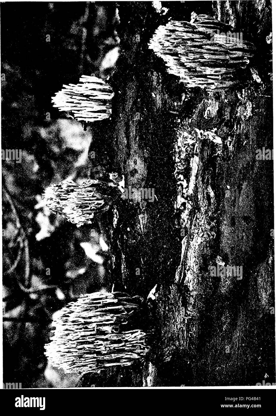 Frederic edward clements hi-res stock photography and images - Alamy