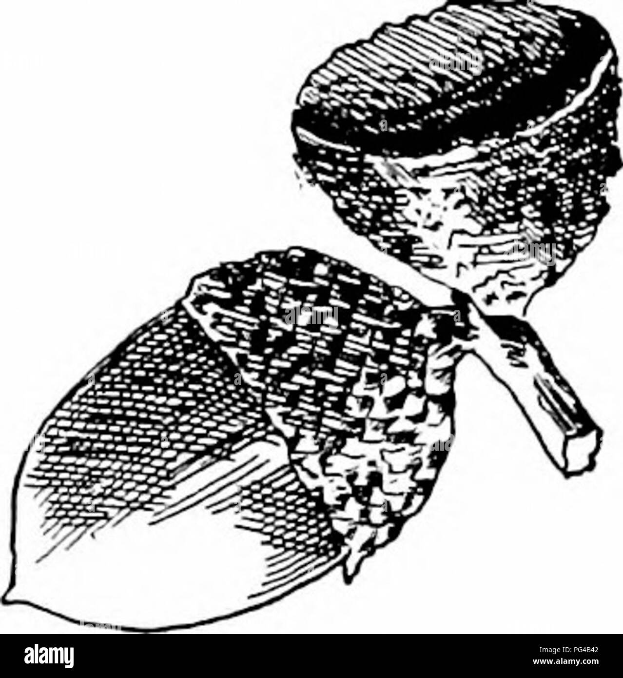 This guide on native trees provides practical information for ...