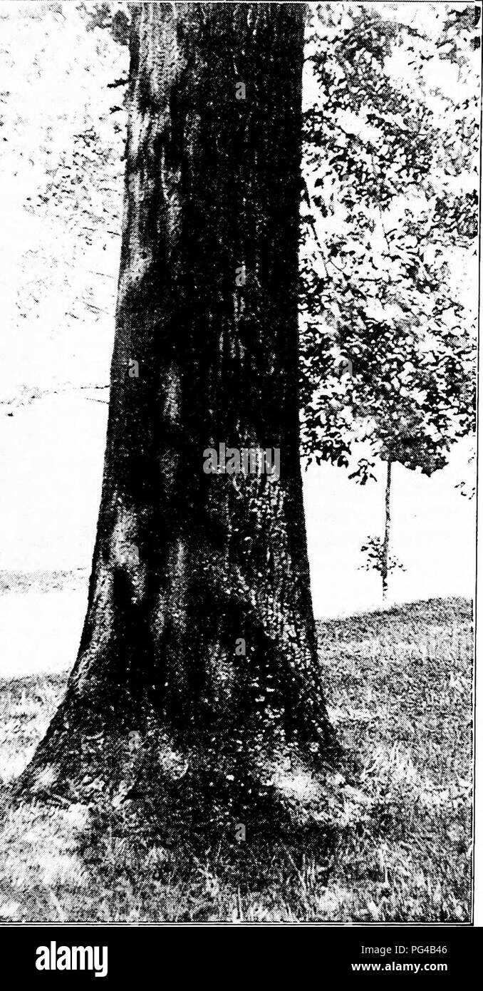 This popular guide to native trees focuses on the characteristics and ...