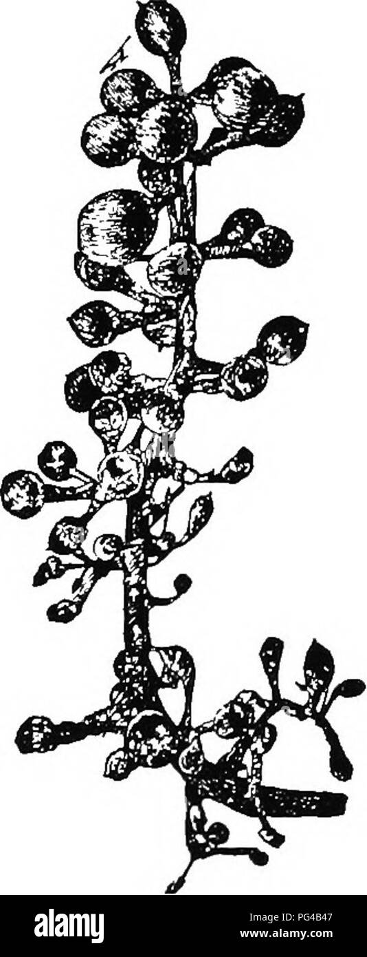 Coenocytic hyphae hi-res stock photography and images - Alamy