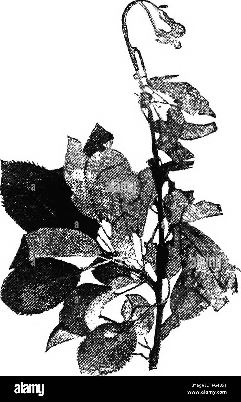 Thallophytes High Resolution Stock Photography and Images - Alamy