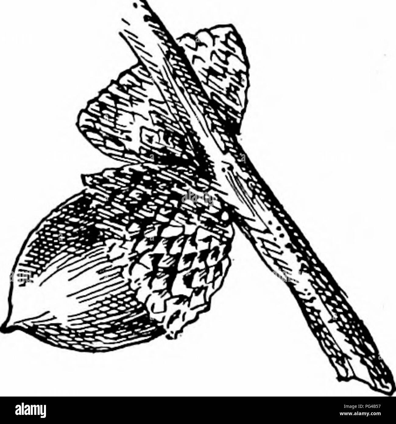 This guide offers a comprehensive look at the native tree species of ...