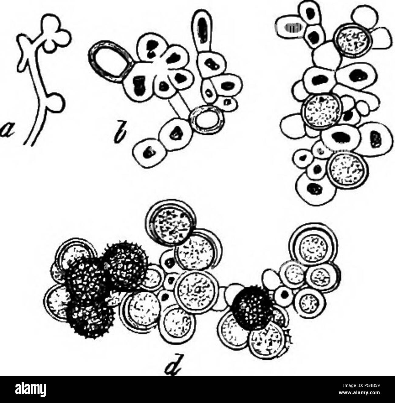 This study explores the comparative morphology and biology of fungi ...