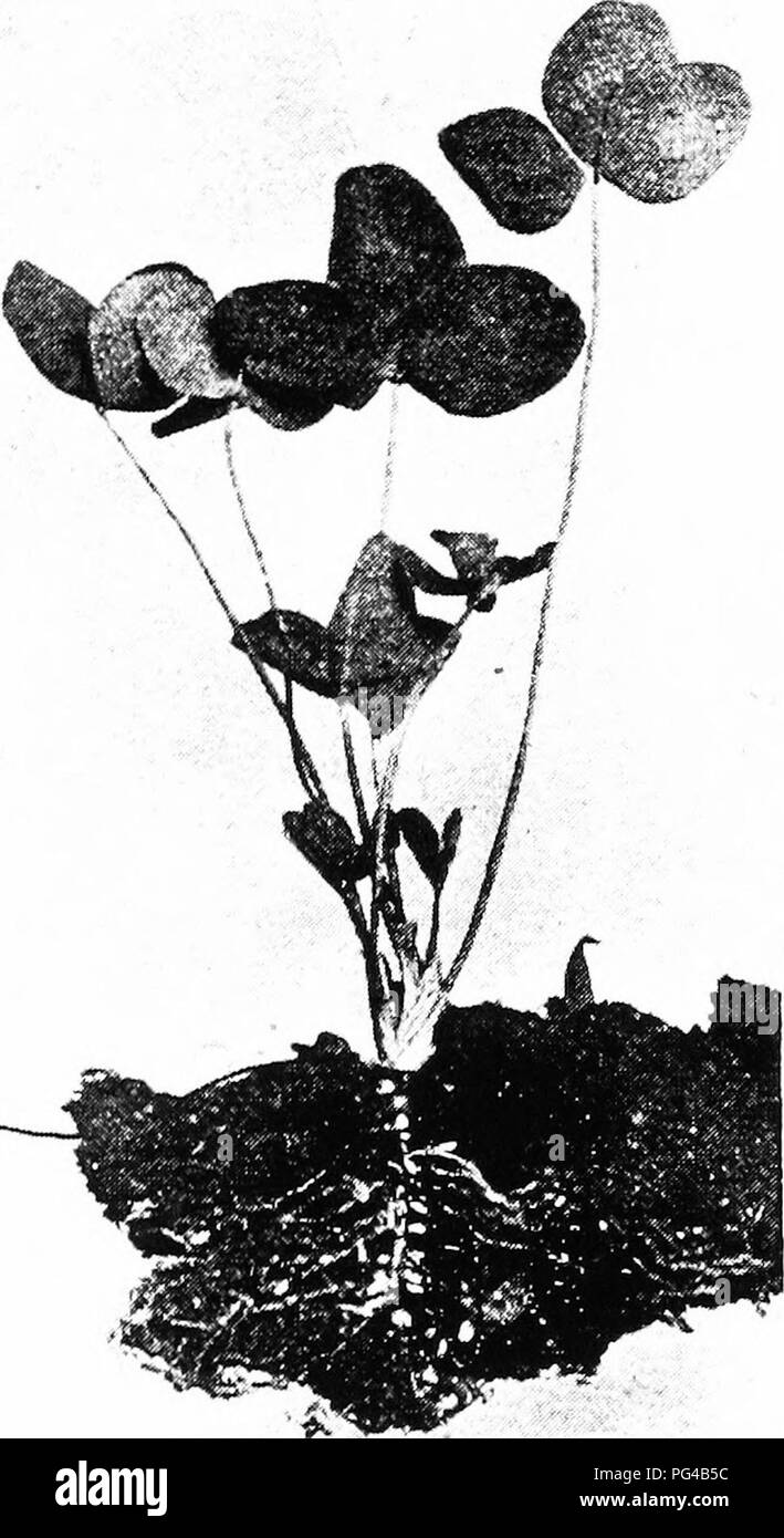 Thallophytes hi-res stock photography and images - Alamy