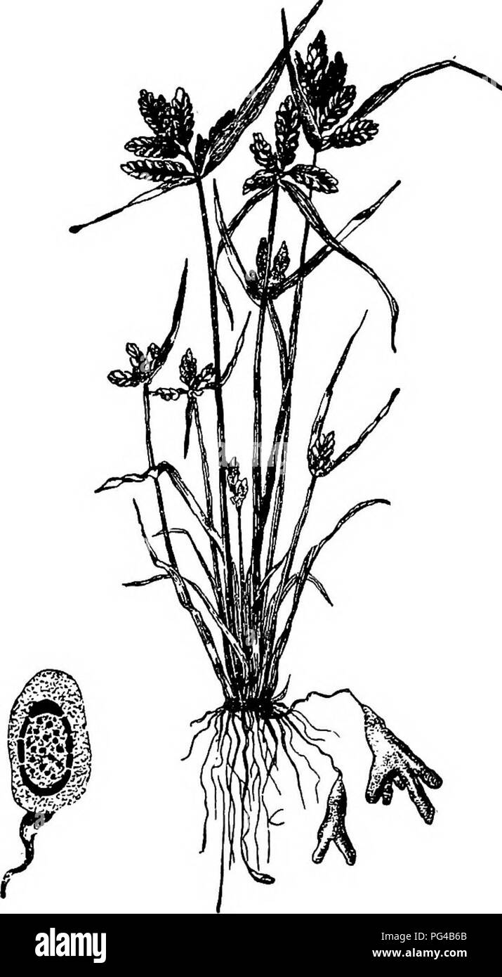 A study of plant diseases caused by cryptogamic parasites such as fungi ...