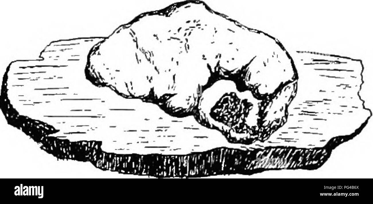 This educational text provides an introduction to botany, focusing on ...