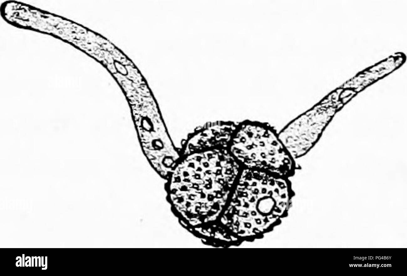 This work details the various plant diseases caused by cryptogamic ...