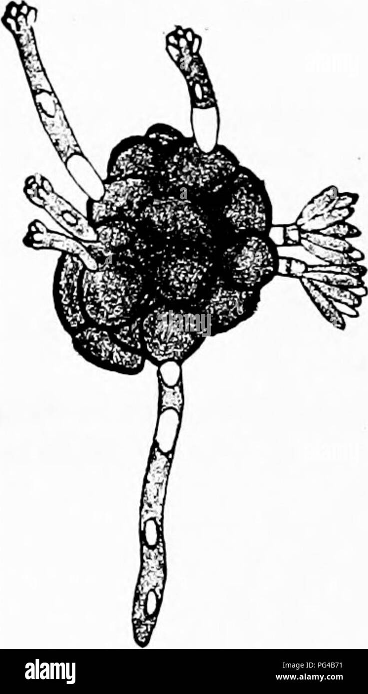 This illustration from the study of plant diseases focuses on diseases ...