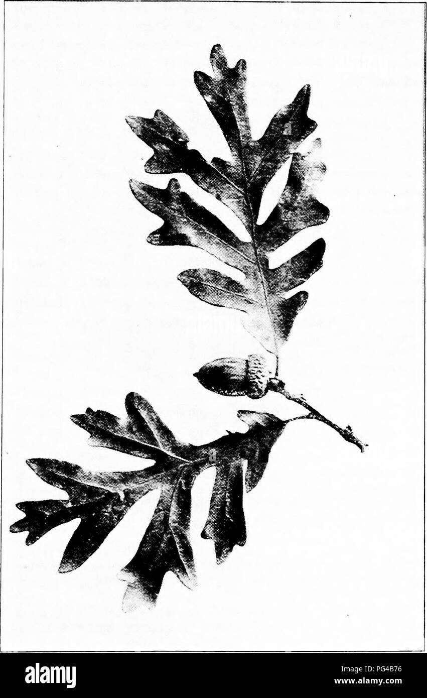 This book provides a popular guide to identifying native trees, such as ...