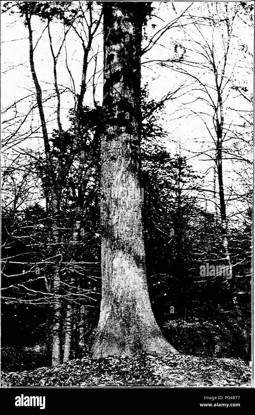 This guide provides a detailed description of native trees and how to ...