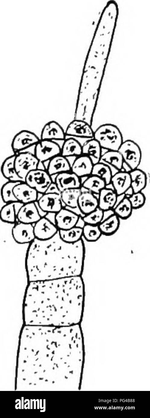 This educational resource focuses on plant reproduction, with detailed ...