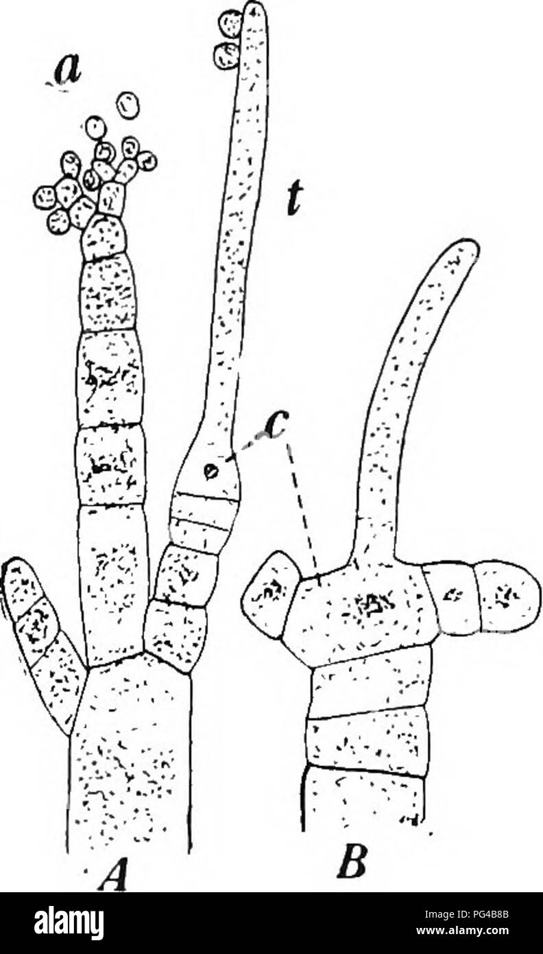 Nemalion hi-res stock photography and images - Alamy