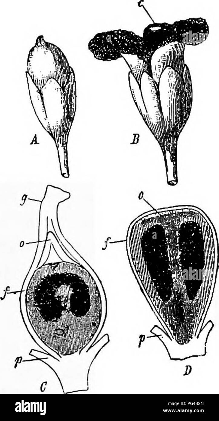 This book focuses on plant diseases caused by cryptogamic parasites ...