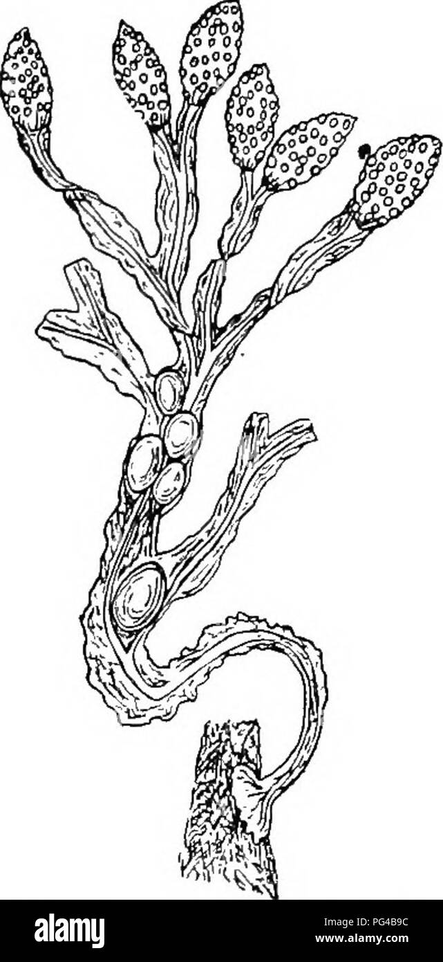 This section from 'Botany for Agricultural Students' illustrates the ...